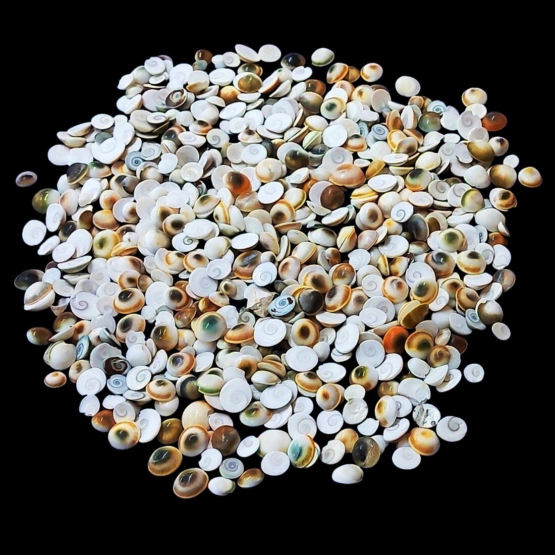 Cats Eye Shells For Crafts Art Decor Natural Sea Shell approx. 480 pc 1 ...