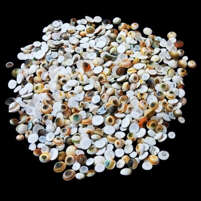Cats Eye Shells For Crafts Art Decor Natural Sea Shell approx. 480 pc 1 ...