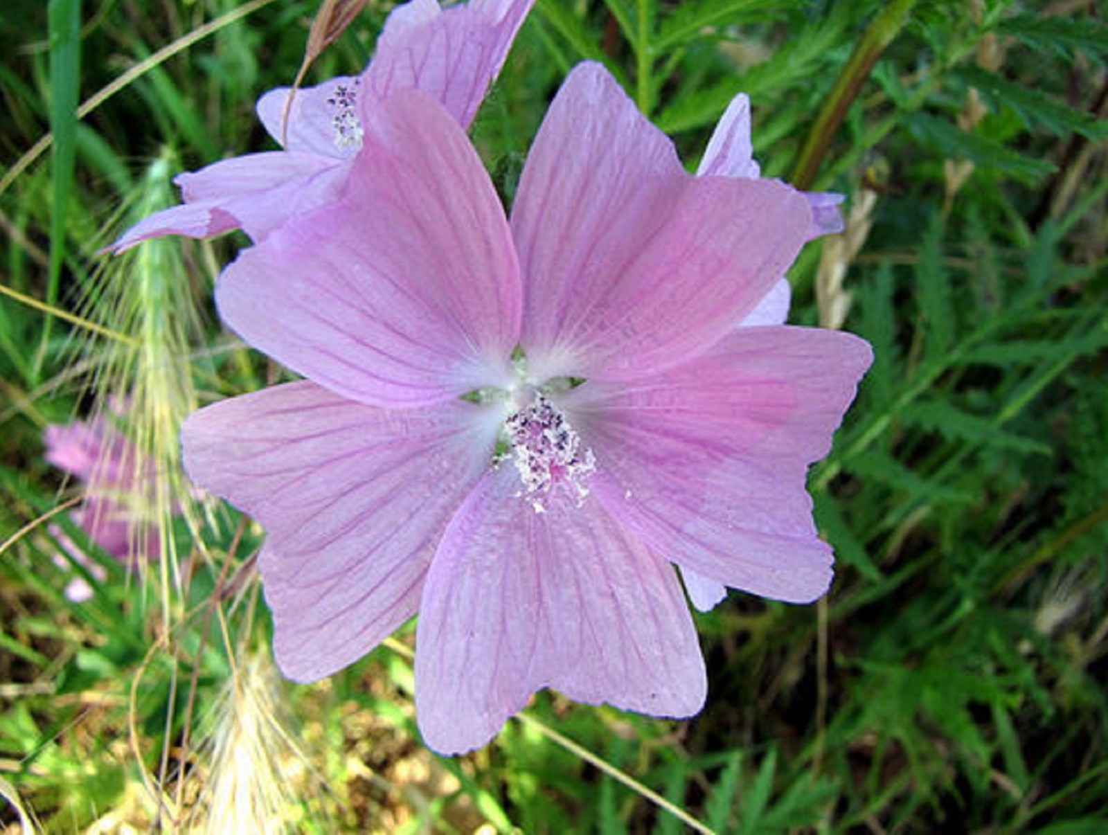 25 graines de Mauve Musquée(Malva Moschata)G725 MUSK MALLOW SEEDS SEMI ...