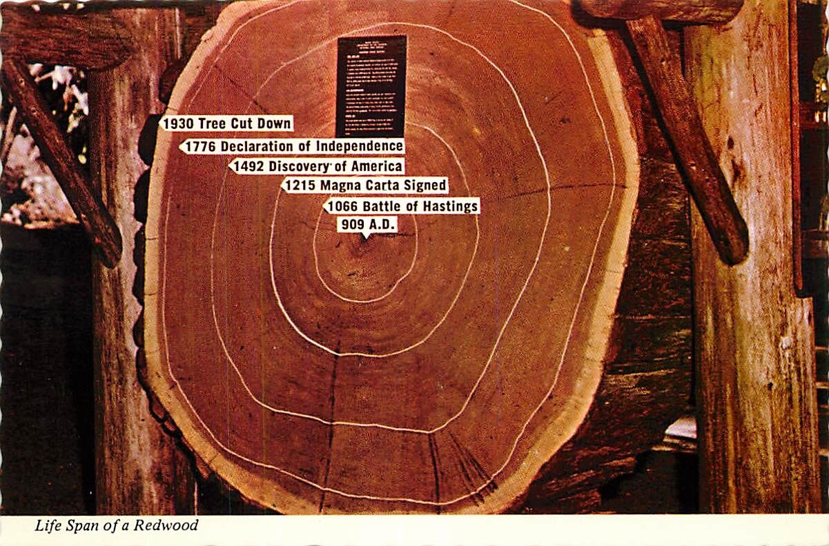 Postcard Cross Section of Giant Redwood Tree w/ Timeline, California | eBay