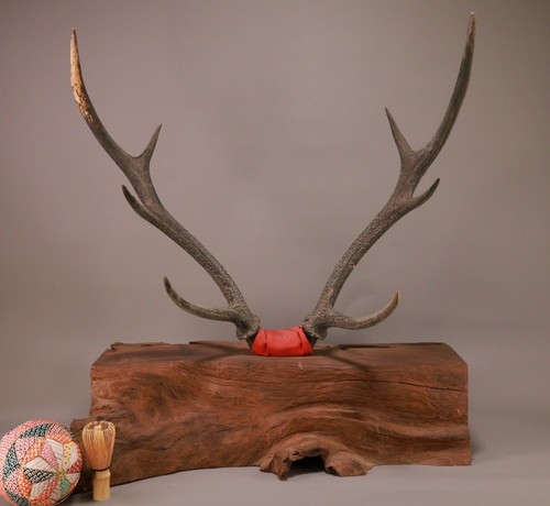 Japanese Samurai Sword Rack Stand 2Hook Deer Antler 25inch KATANA-KAKE ...