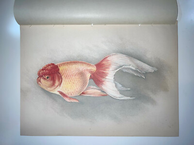 Antique Lithographic Fish Print Goldfish Japan 1908 Shukin | eBay