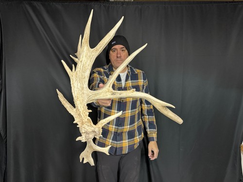 150” Whitetail Deer Shed Antler Taxidermy Mount Cabin Decor Craft Buck ...