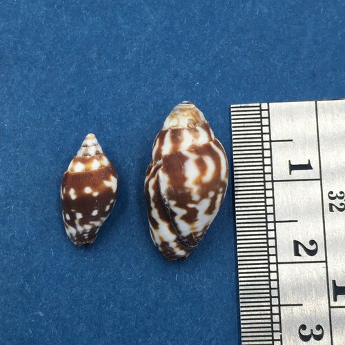 #3 Mitra (Strigatella) Litterata Set x2 13.6-19.2mm Atiu Cook Islands ...