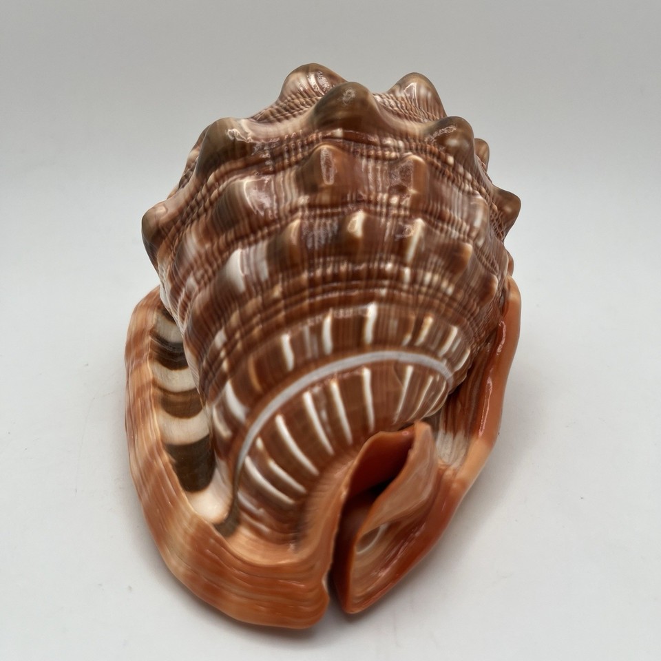 Natural Bullmouth Helmet Bull’s Mouth Conch Shell Cypraecassis Rufa 5 1 ...