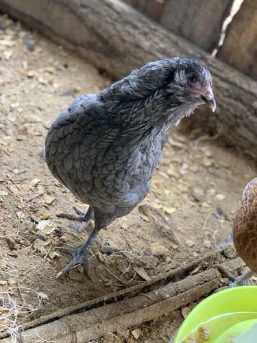 6 Easter Egger Americauna Large Beautiful Breed Hatching Eggs Please Read. | eBay