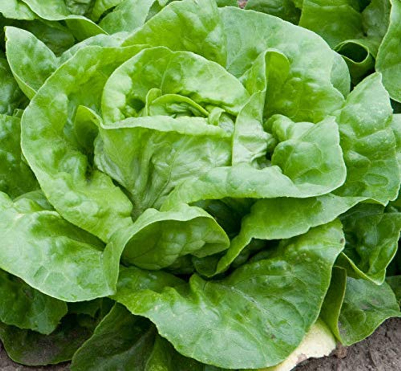 Romaine and Butterhead Lettuce Collection, NON-GMO, 10 Varieties, FREE ...