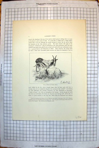Original Old Antique Print Retriever 1810-11 Study Goats 1811 Mr Gurney ...