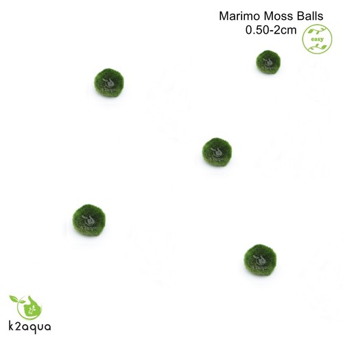ALL sizes MARIMO MOSS BALLS Cladophora live aquarium plant fish tank ...