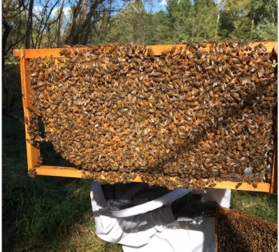 Apitherapy Honey Bee Venom Therapy Mini Pac of Live Bees 12-15 Bees | eBay