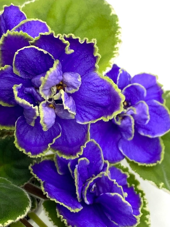 African Violet ND-Bosfor Vostochnyj Variegated Big Starter in Bloom Std ...