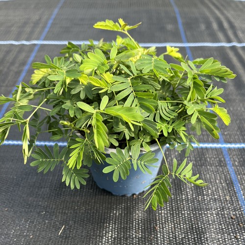 Mimosa pudica - Sensitive Plant - 9cm pot - Feathery foliage | eBay