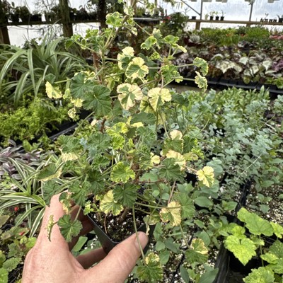 PELARGONIUM ‘PEACH’! SCENTED GERANIUM! | eBay