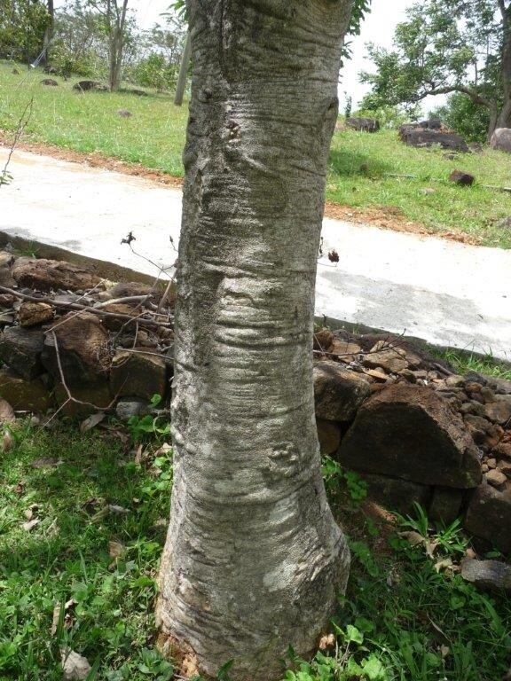 Dried Leaves Gmelina arborea Gamhar Beachwood Leaf Strong Ceylon Herbs ...