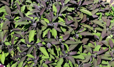 Feuilles séchées de SAUGE Salvia officinalis Purpurea,produits de mon ...