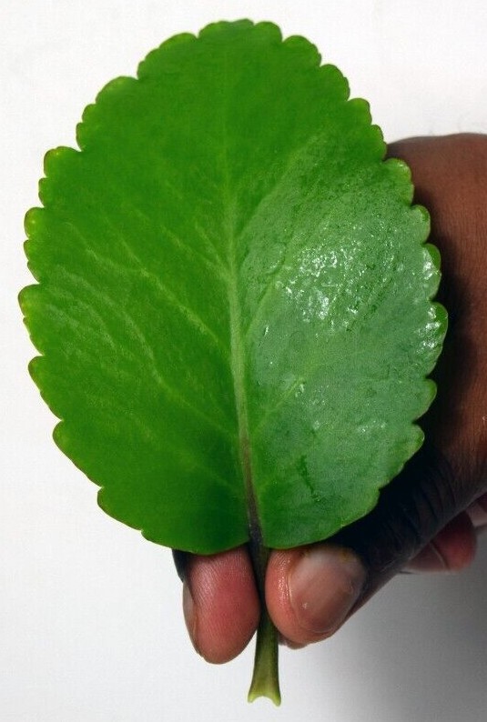 Bryophyllum pinnatum, Leaf of Life (Air Plant) - Miracle Leaf, 4 Fresh ...