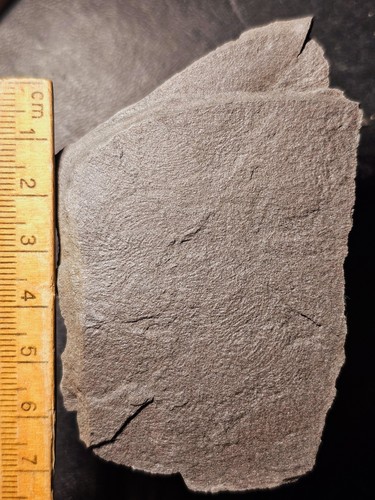 VERY RARE! Pre-Trilobite Oldhamia Trace Fossil Specimen from Quebec ...