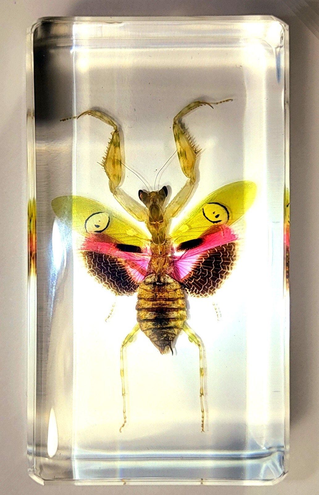 Real 73mm Jeweled Flower Mantis in Clear Lucite Resin Science Education ...
