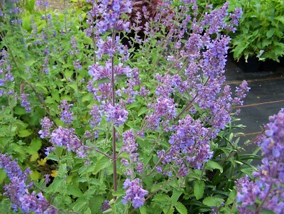 2 x 1 LITRE POTS PLANTS NEPETA SIX HILLS BLUE FLOWERS CAT MINT ...
