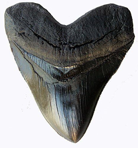 5.5INCH LONG MEGALODON TOOTH REPLICA BIG FOSSIL GIANT RELIC TEETH HUGE ...