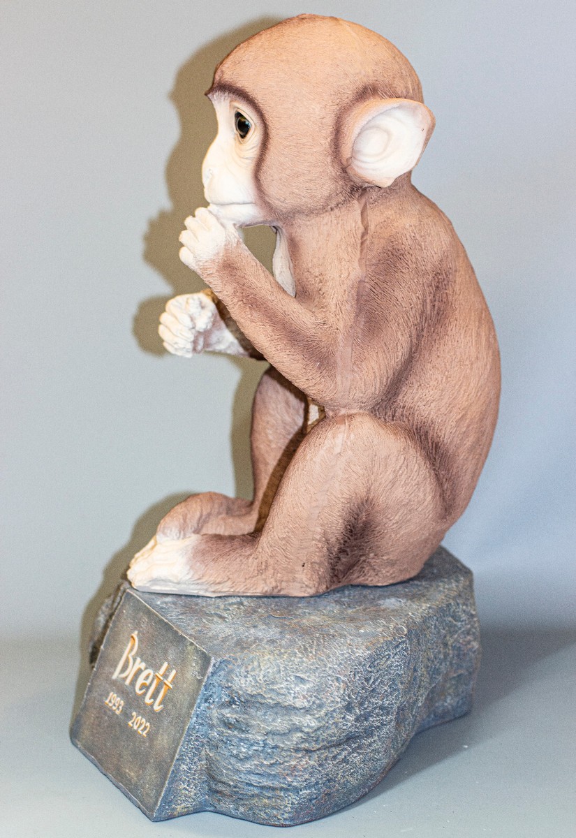 Ashes The Chimp
