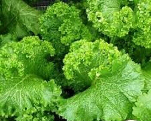 15 Curly Tsunga Mustard Greens Southern Giant Vegetable seeds. - Edible ...