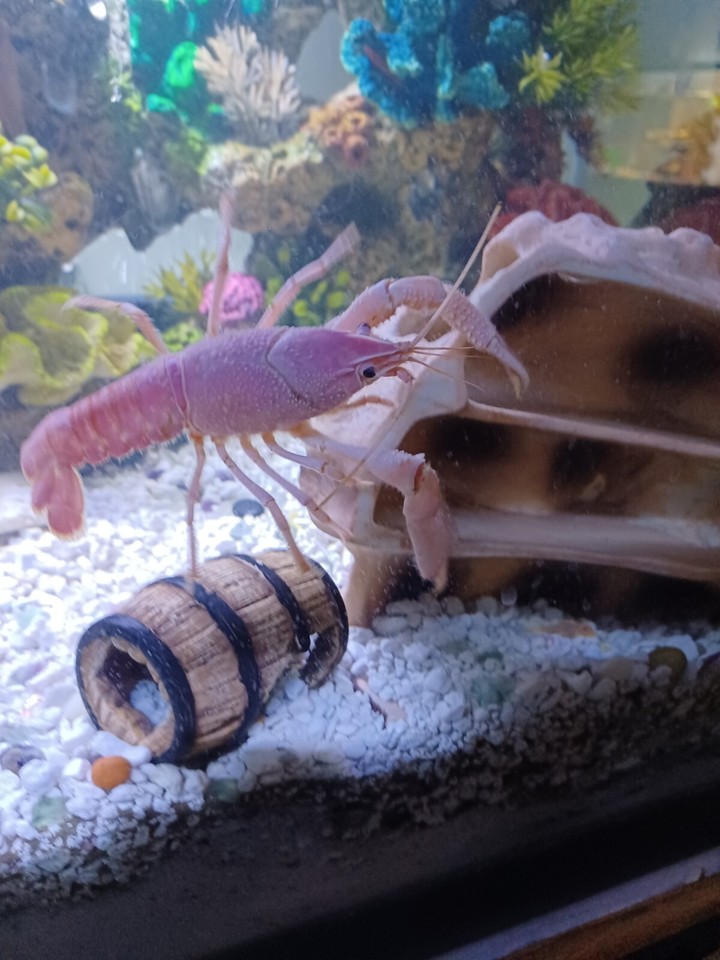 Live Pink CRAYFISH Breeding Pair. Sakura 2.25+inch.Super Rare(P.Clarkii ...