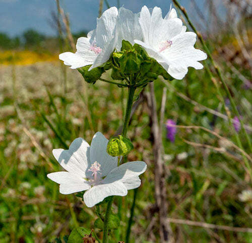Malva moschata f. alba | White or Musk Mallow | 10 Seeds | eBay
