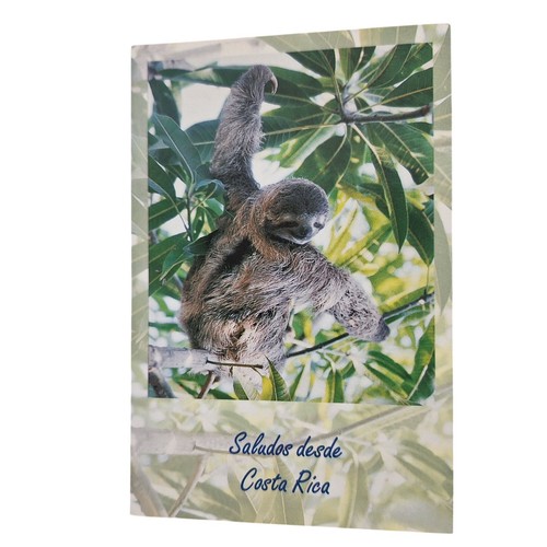 Postcard Greetings From Costa Rica Gray Sloth Hanging From Tree Chrome ...