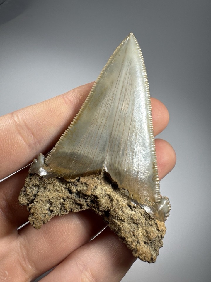 Colorful 2.75” Angustiden Shark Tooth Fossil From Charleston South ...