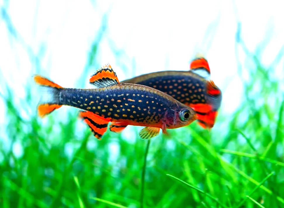 5+1 Celestial Pearl Danios USA BRED! CPD Dwarf Rasbora Nano Fish HIGH ...