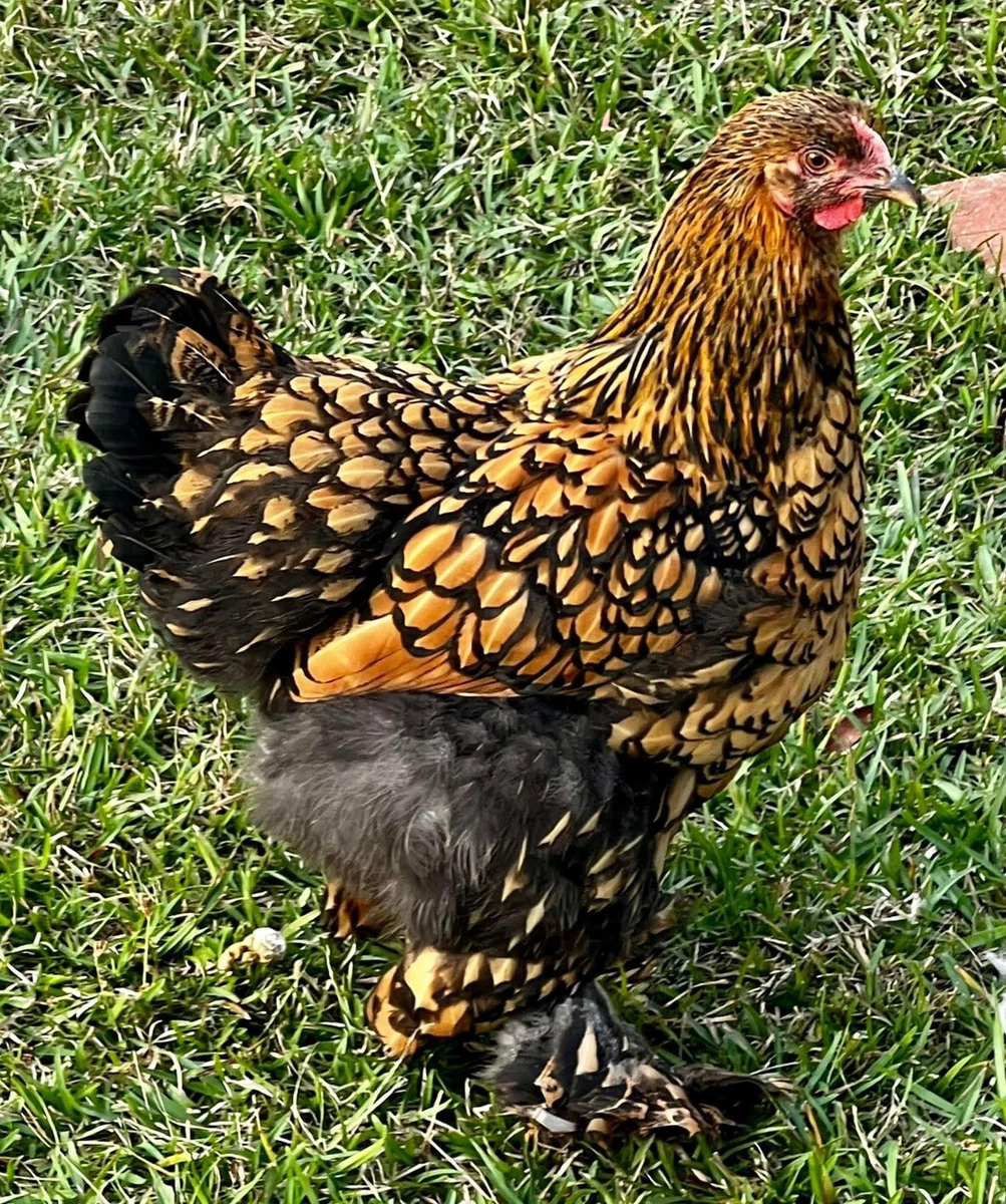 Golden Laced Cochin
