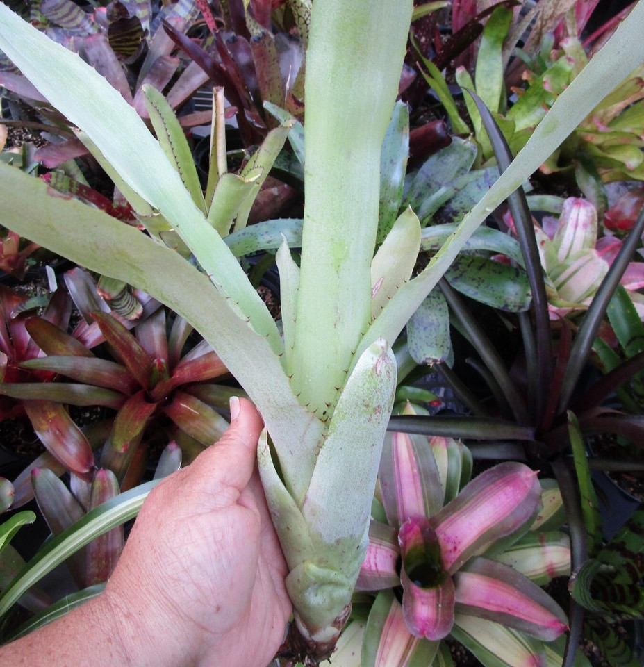 BROMELIAD Aechmea AQUILEGA Large Grower! Great Bloom! Sun Lover! Offset ...