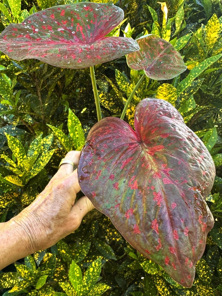 Caladium Red Speckles- Lush New Season Variegated Plant 🦋 Colly Dolly ...