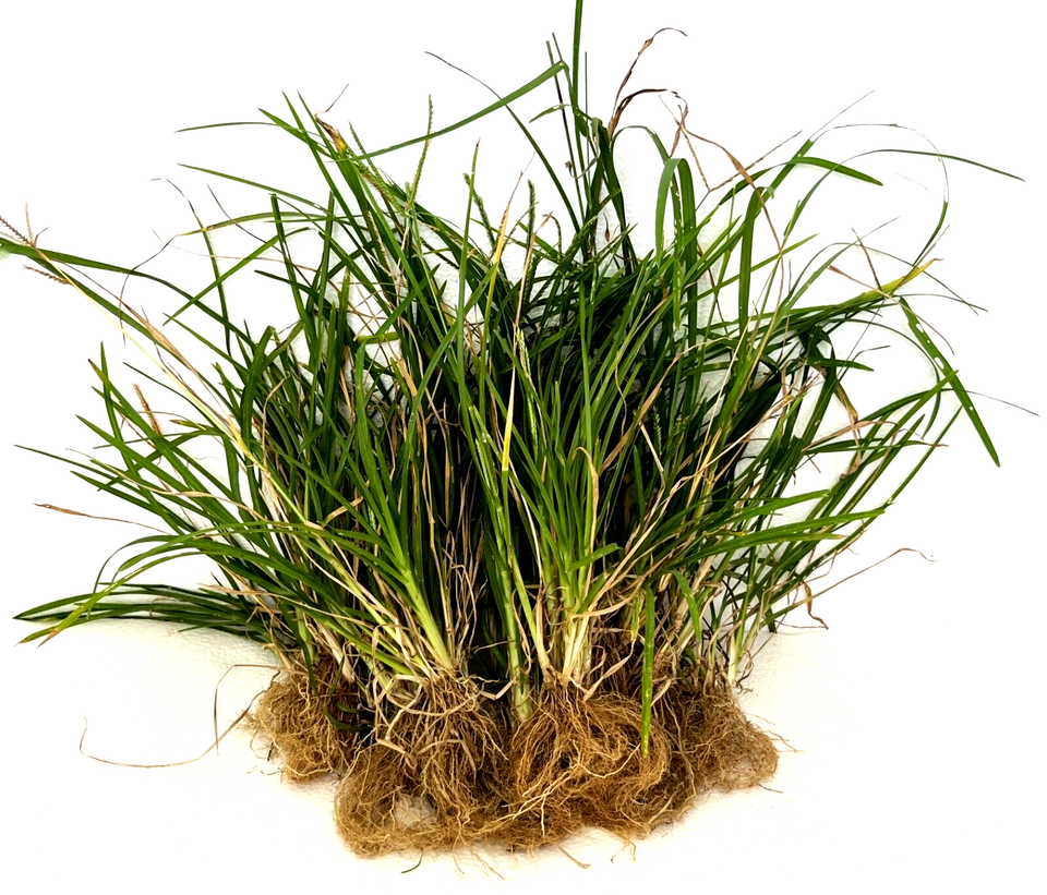 Dried Paragis Plant Powder Eleusine indica GooseGrass Poaceae Ayurvedic ...