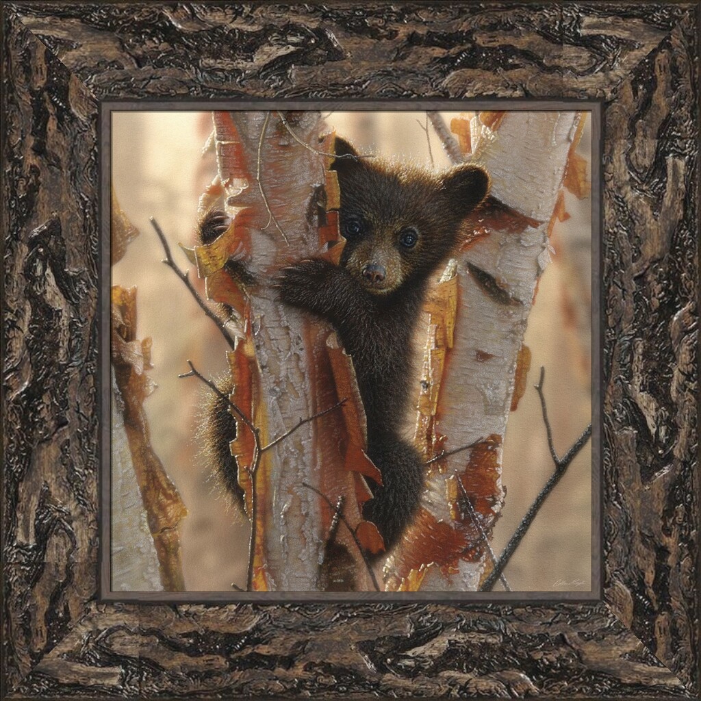 CURIOS CUB II Collin Bogle 25x25 Baby Bear Sitting in Tree FRAMED ART ...
