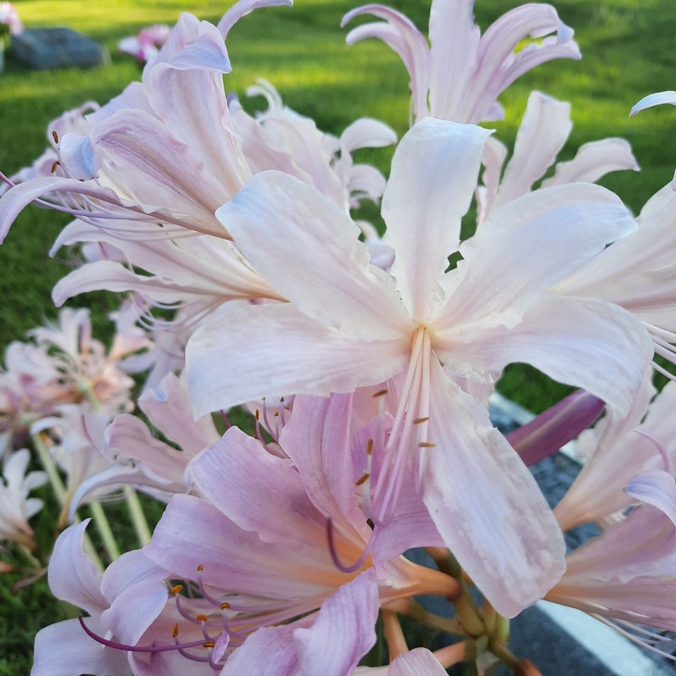 Surprise Lily Bulbs Or Naked Ladies (8) Freshly Dug | eBay