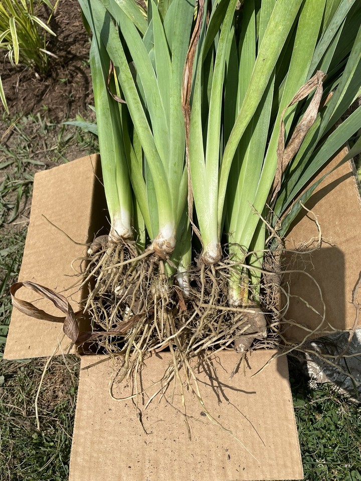 Iris 7 MIXED COLORS, NOID No Name Historical Irises Rhizomes Plant ...