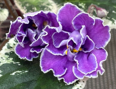 African Violet Plant - VaT-Aromat Glitsiniy ~ Variegated standard | eBay