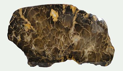 1740 GRAMS PENTOXYLON JURASSIC INJUN CREEK FORMATION PETRIFIED WOOD ...
