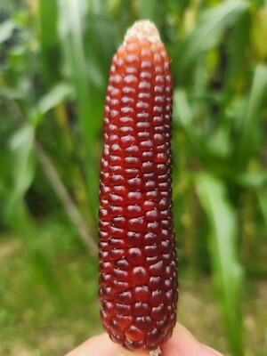 Mini Strawberry Popcorn 30 Seeds Baby Popping Corn Red Flint Corn | eBay