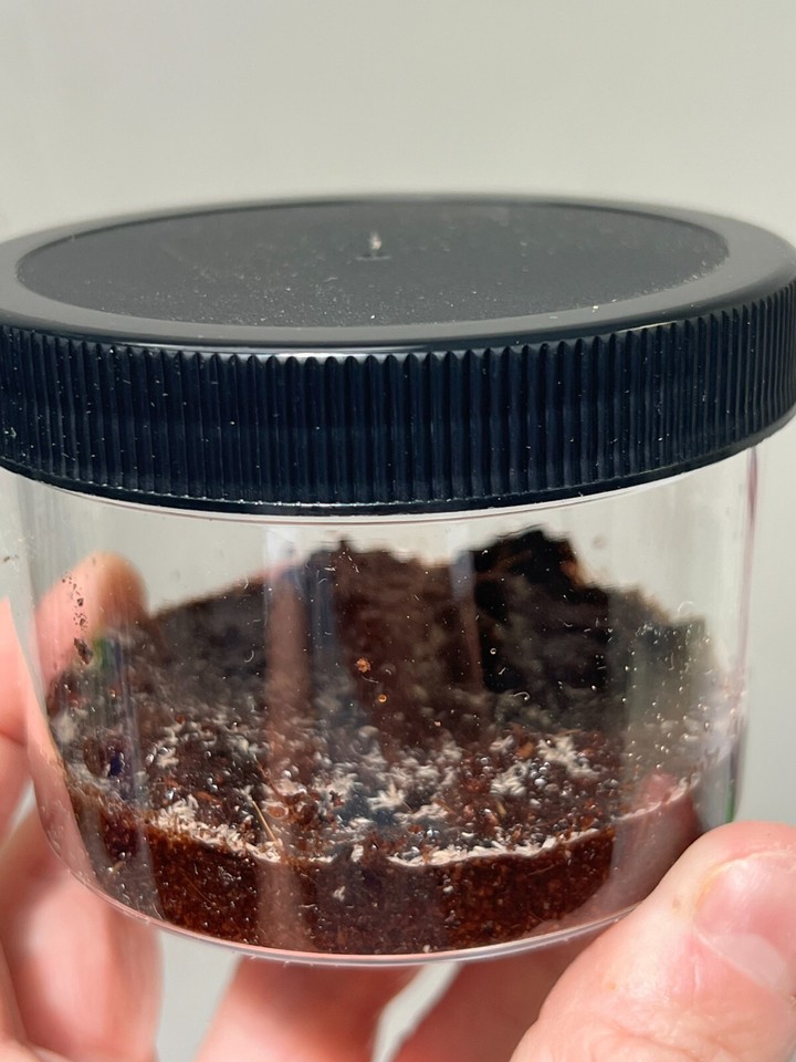 Live Springtails - Coco Temperate 8oz, Live Arrival Guaranteed | eBay