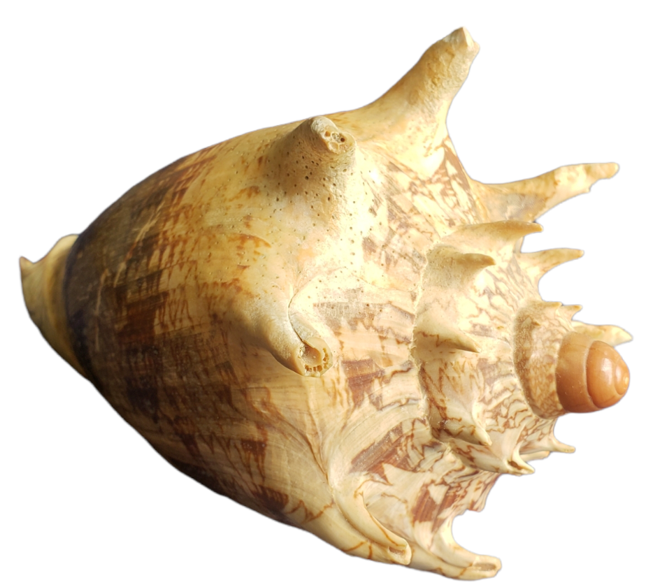 Giant Seashell Imperial volute Cymbiola imperialis from Philippines 190 ...