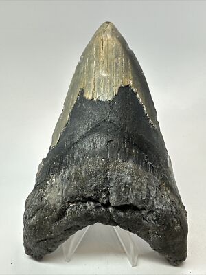 Megalodon Shark Tooth 5.64 inch - Lower Jaw - Dagger - Authentic Fossil ...