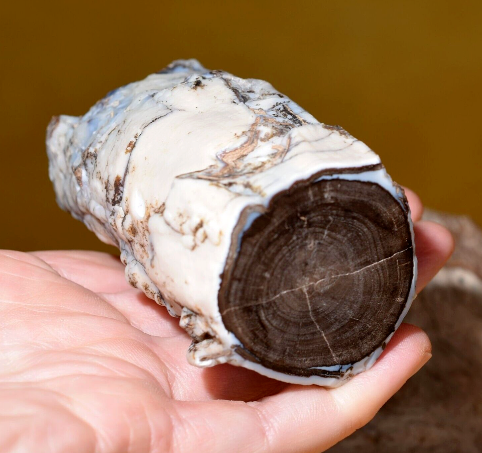 !WOW! Blue Forest Botryoidal Agatized Petrified Eocene Wood Tree Branch ...