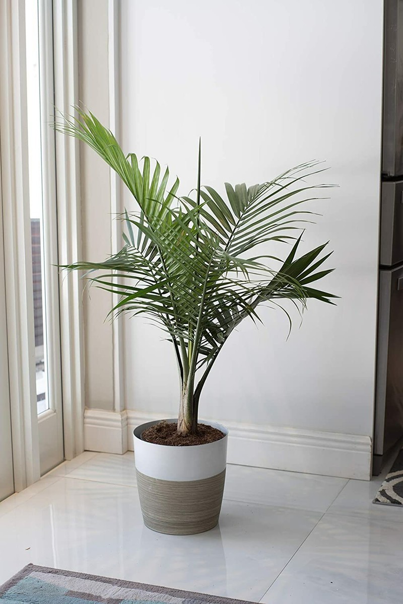 Live Indoor Palm Trees