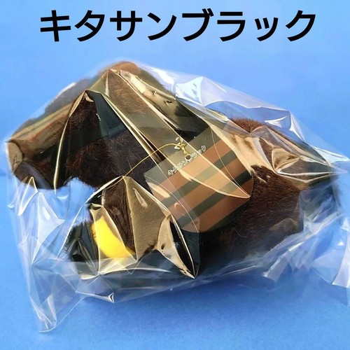 [Rare] Kitasan Black Plush Toy - Uma Musume Idol Horse - Horse Racing ...