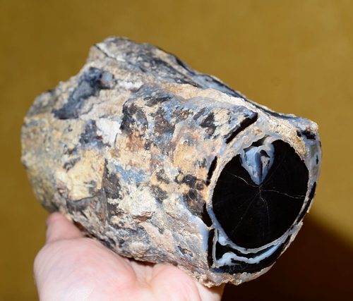 Two Faces Polished Petrified Agatized Wood Tree Trunk W Branch 3Lbs ...