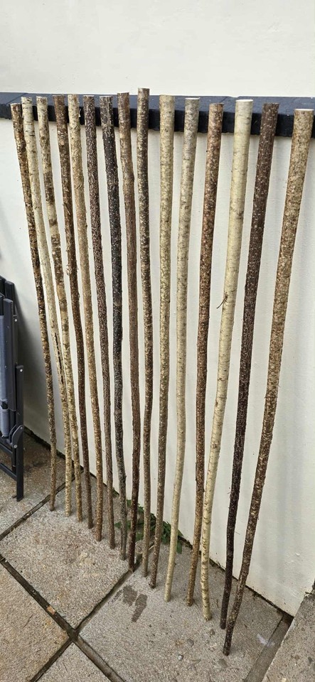 15 hazel shanks 12 months old length 53 inches tops 26ml to 22ml | eBay UK