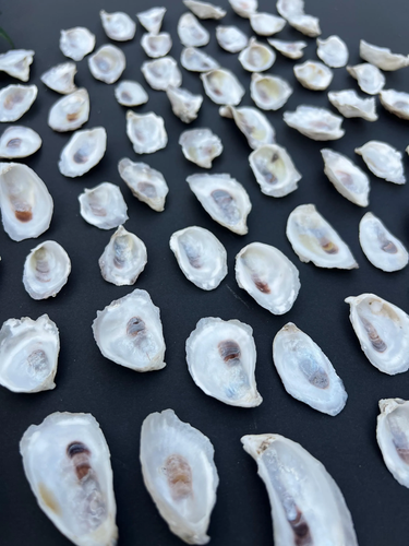 50PCS Oyster Shells 1"-1.5" Small Oyster Shells for Crafts, Jewelry ...